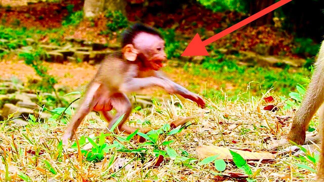 Millions funny attention mother monkey do reject milk with she baby ...