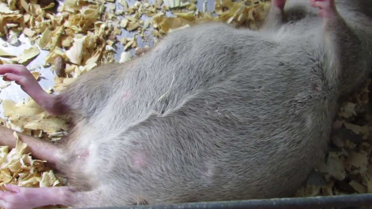 pataditas de bebe rata en el vientre - YouTube