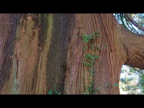 QUICK WALK INTO BODMIN CEMETERY 2 JAN 2025 - YouTube