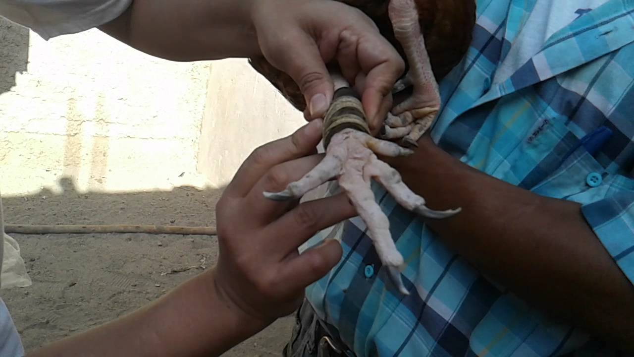 CUARTO PASO PARA AMARRAR NAVAJA AL GALLO - YouTube