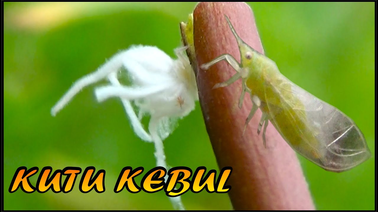 Kutu putih atau Kutu kebul hama pada tanaman yg mirip Kapas - YouTube