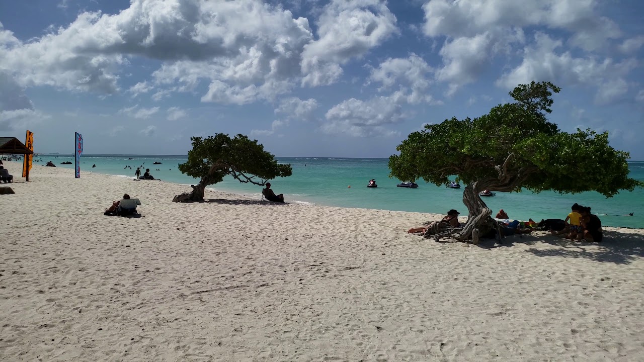 Fofoti Trees on Aruba Eagle Beach! - YouTube