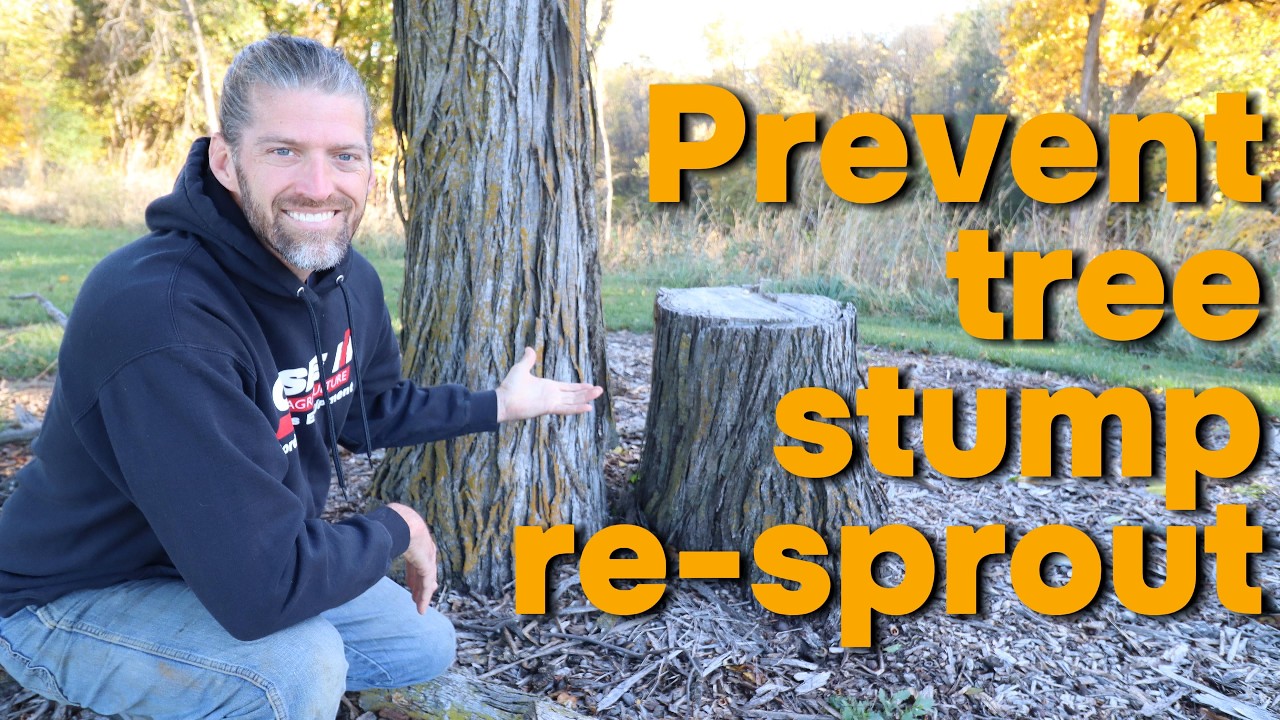 How to kill a tree or stump permanently. 3 QUICK and EASY methods ...