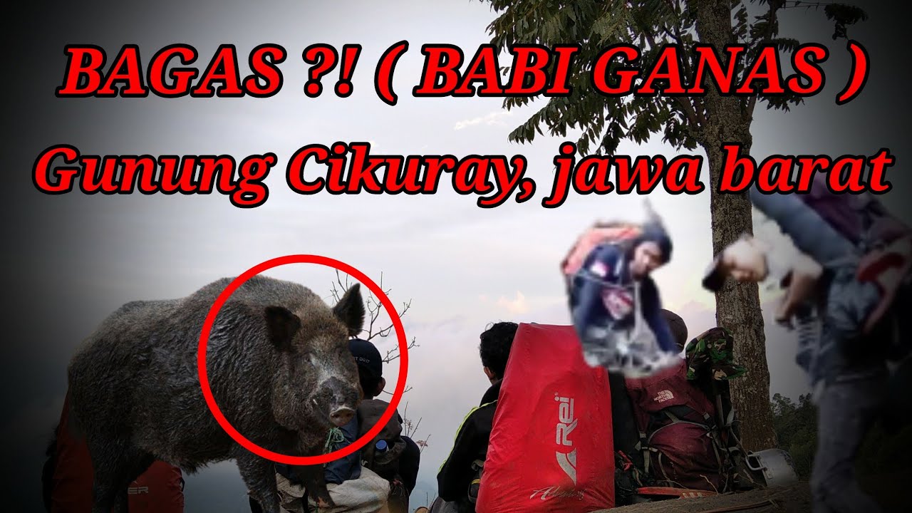 Akhir dari Amukan Babi Hutan | Gunung Cikuray via Kiarajanggot. Part2 ...