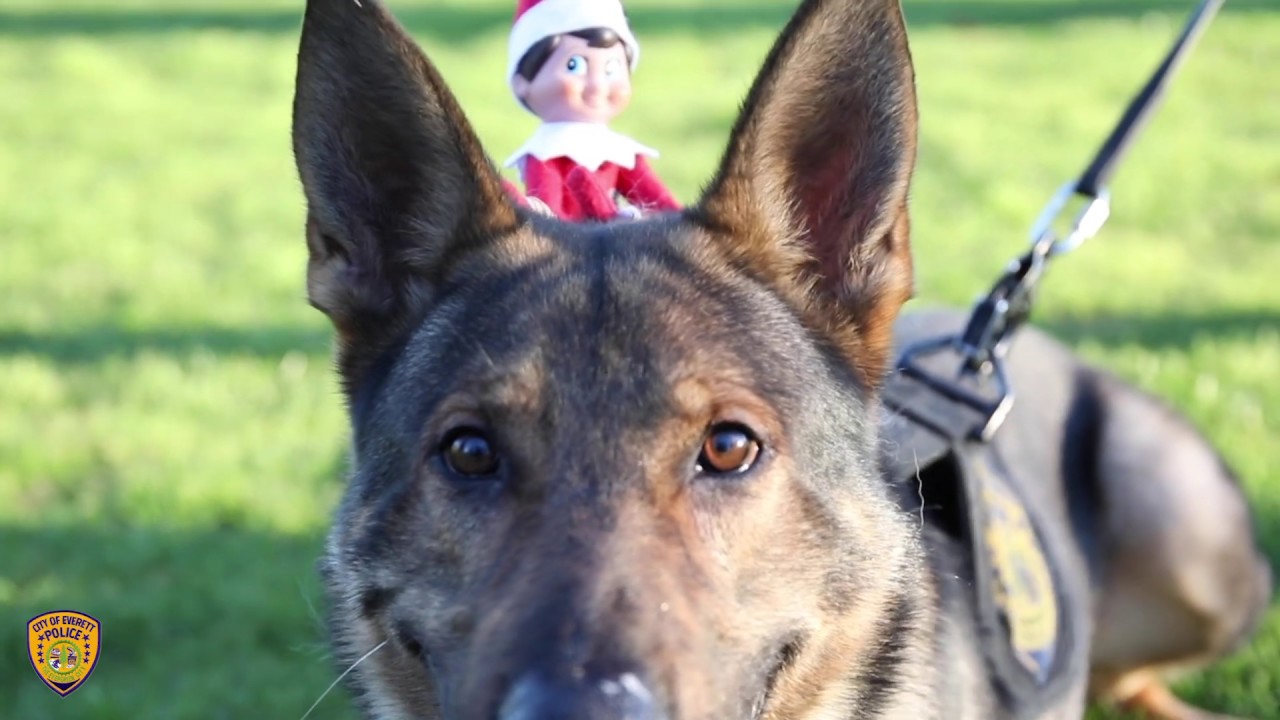 Everett Police - Elf on a Shelf (December 8, 2018) - YouTube