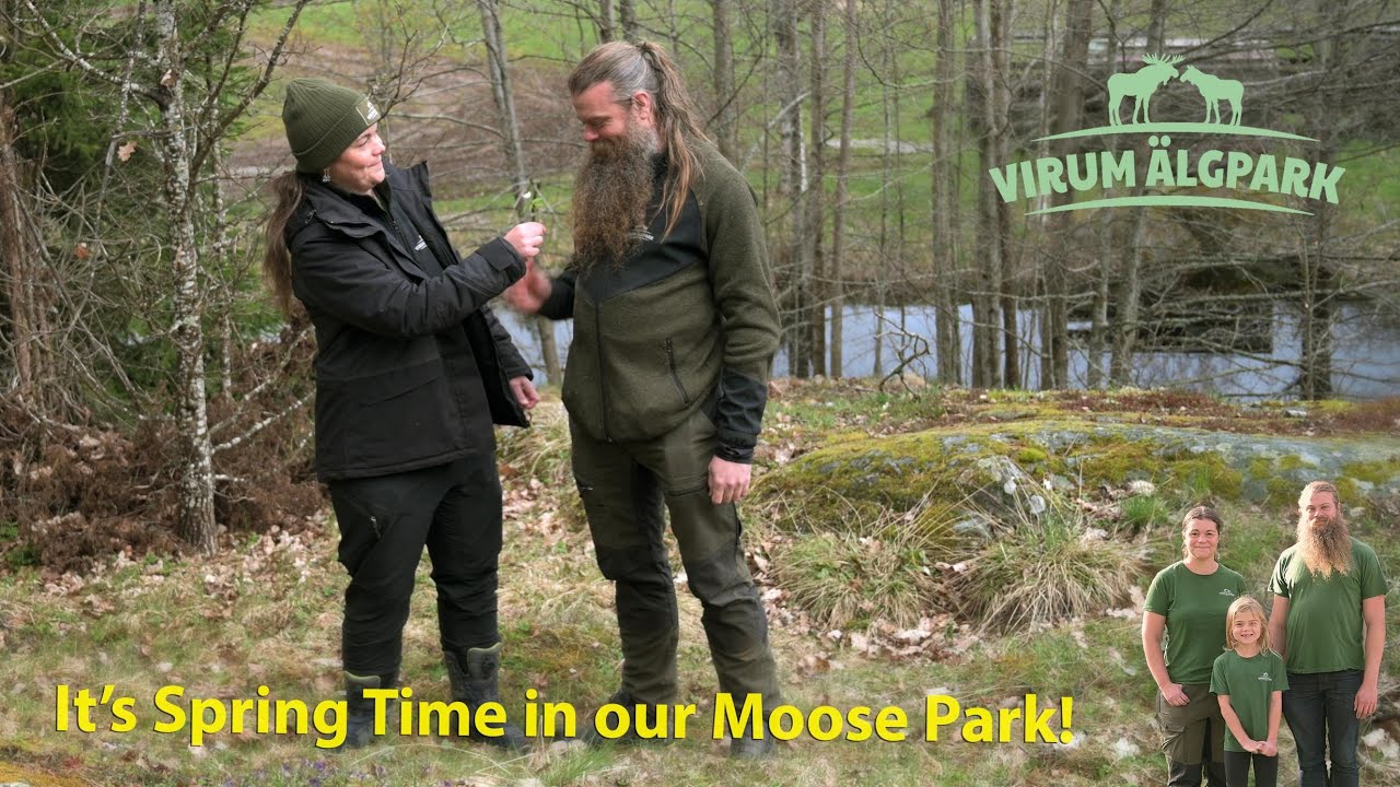 It's spring in our Swedish Moose Park! - YouTube
