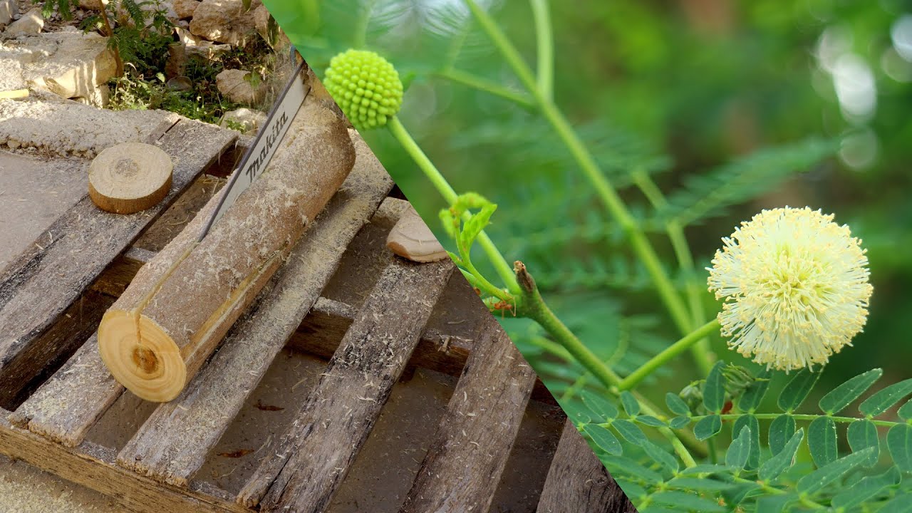 how Jumbay (Leucaena leucocephala) wood grain looks like? - YouTube