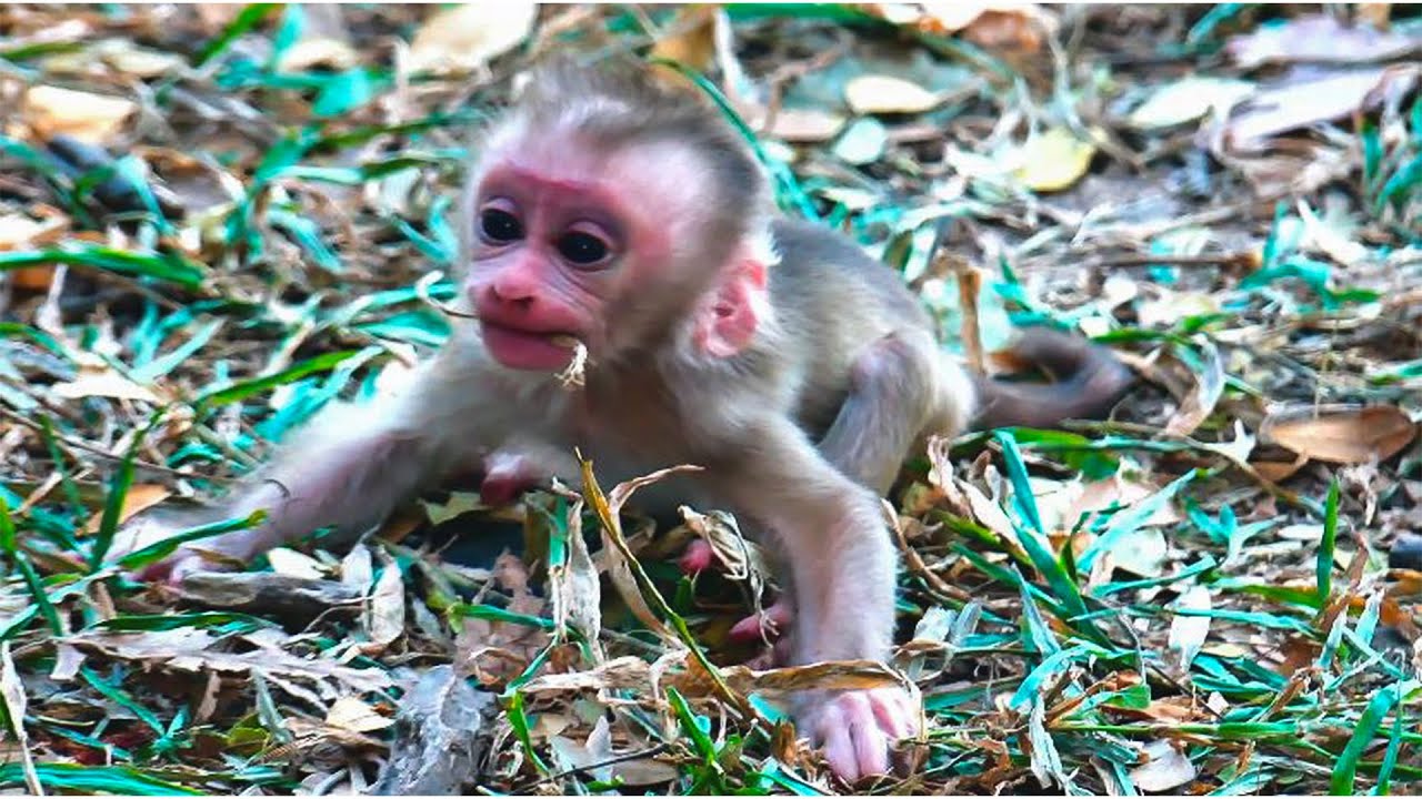 Best Video Clip Of Mother Denied Milks To Her Cute Baby Monkey On The ...