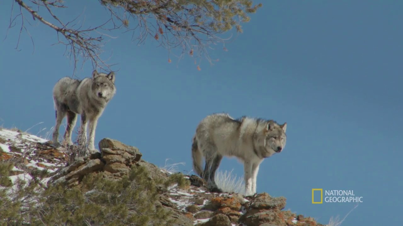 Lobos de Yellowstone: Como ecossistemas podem ser moldados pela ação de ...