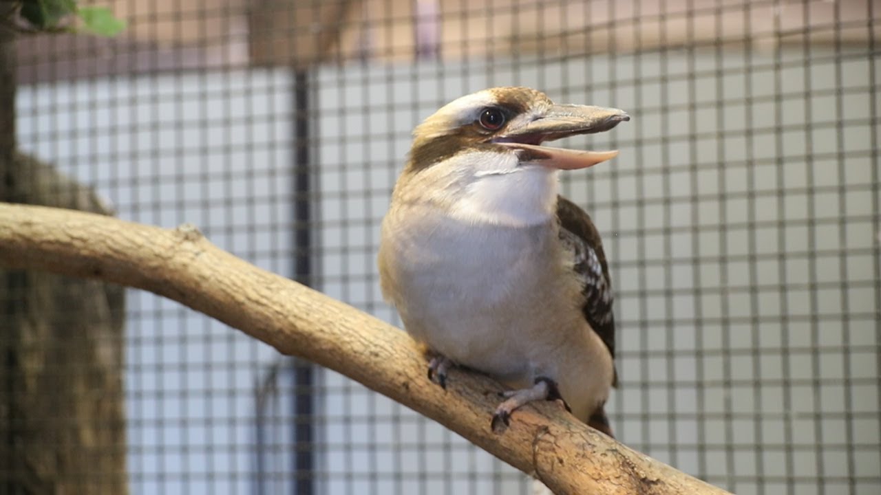 Listen to the laughing kookaburra - YouTube