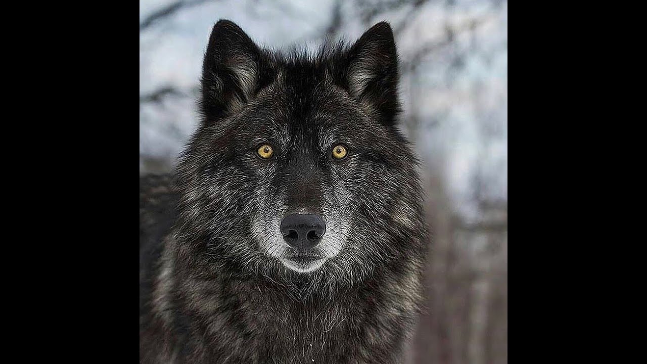 Как волк нашёл кусок сала Наши Покровители и Создатели How the wolf ...