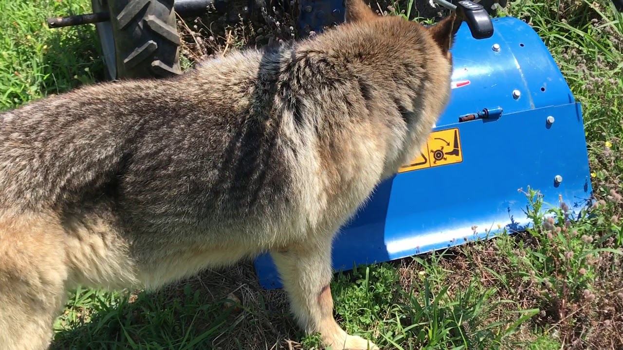 Hooey Monkey-Hunting One Last TIme - YouTube