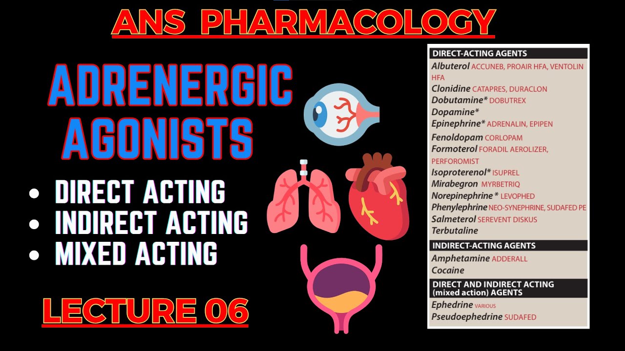 Adrenergic Agonists - Sympathomimetic Drugs - Direct Acting & indirect acting - ANS Pharmacology ...