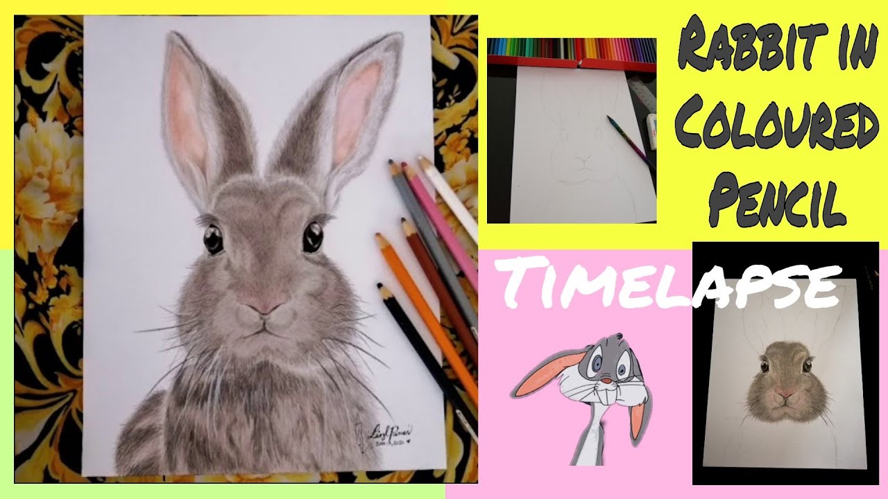 Rabbit in Coloured Pencil/ Bunny/ Time Lapse/Easy/ For Beginner - YouTube