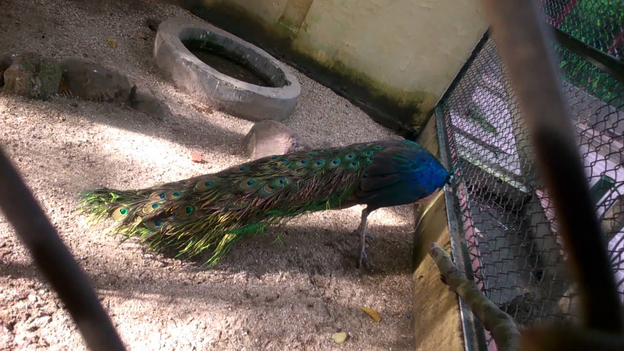 Quay animal - YouTube