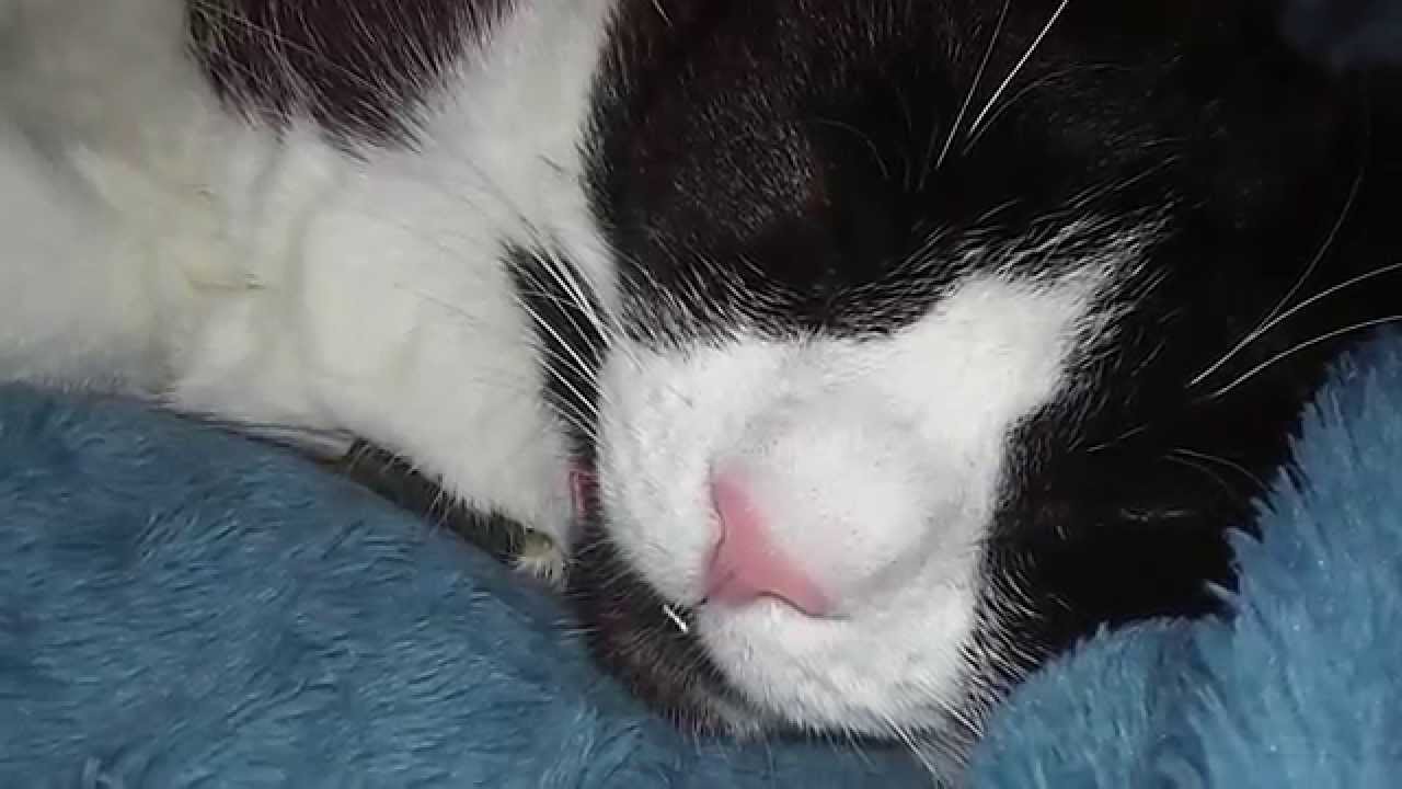 Snoring Cat - YouTube