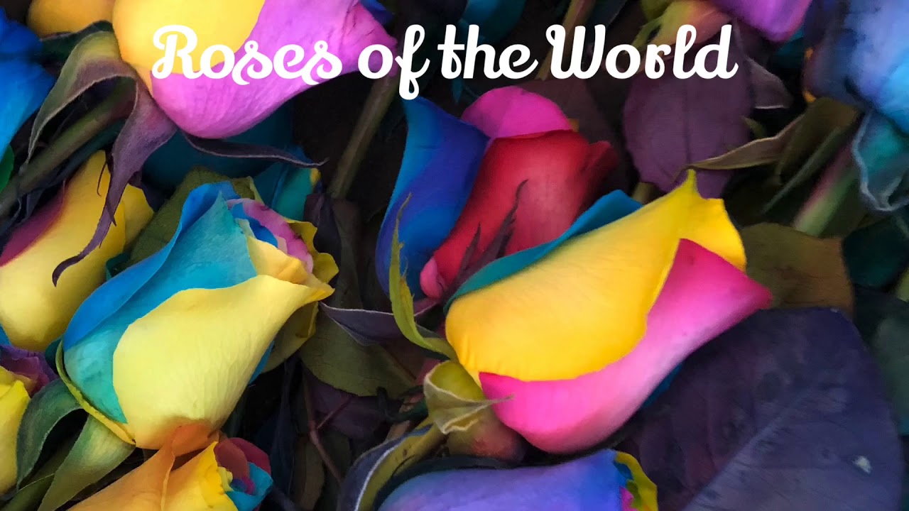 Ecuadorian roses imported long stem Roses Colombian Roses - YouTube