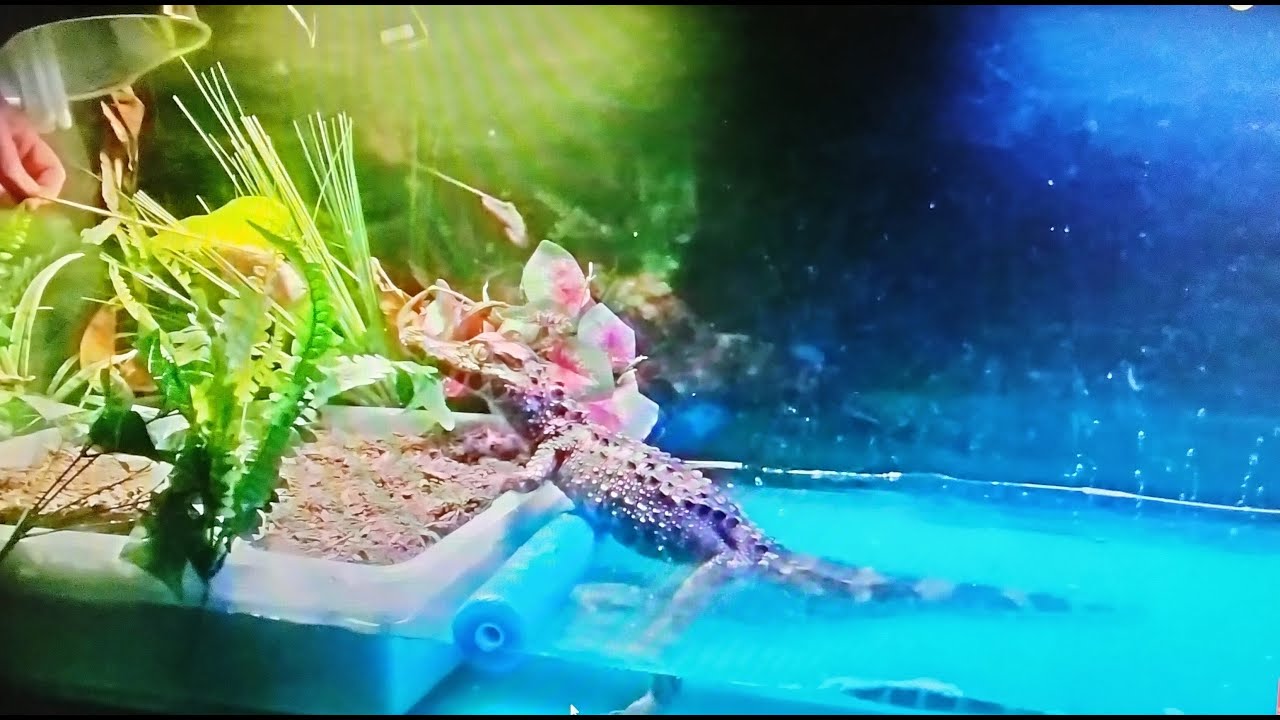 Watch Tiny Really Cute Baby Gator / Dwarf Caiman Jump Over Obstacle To ...