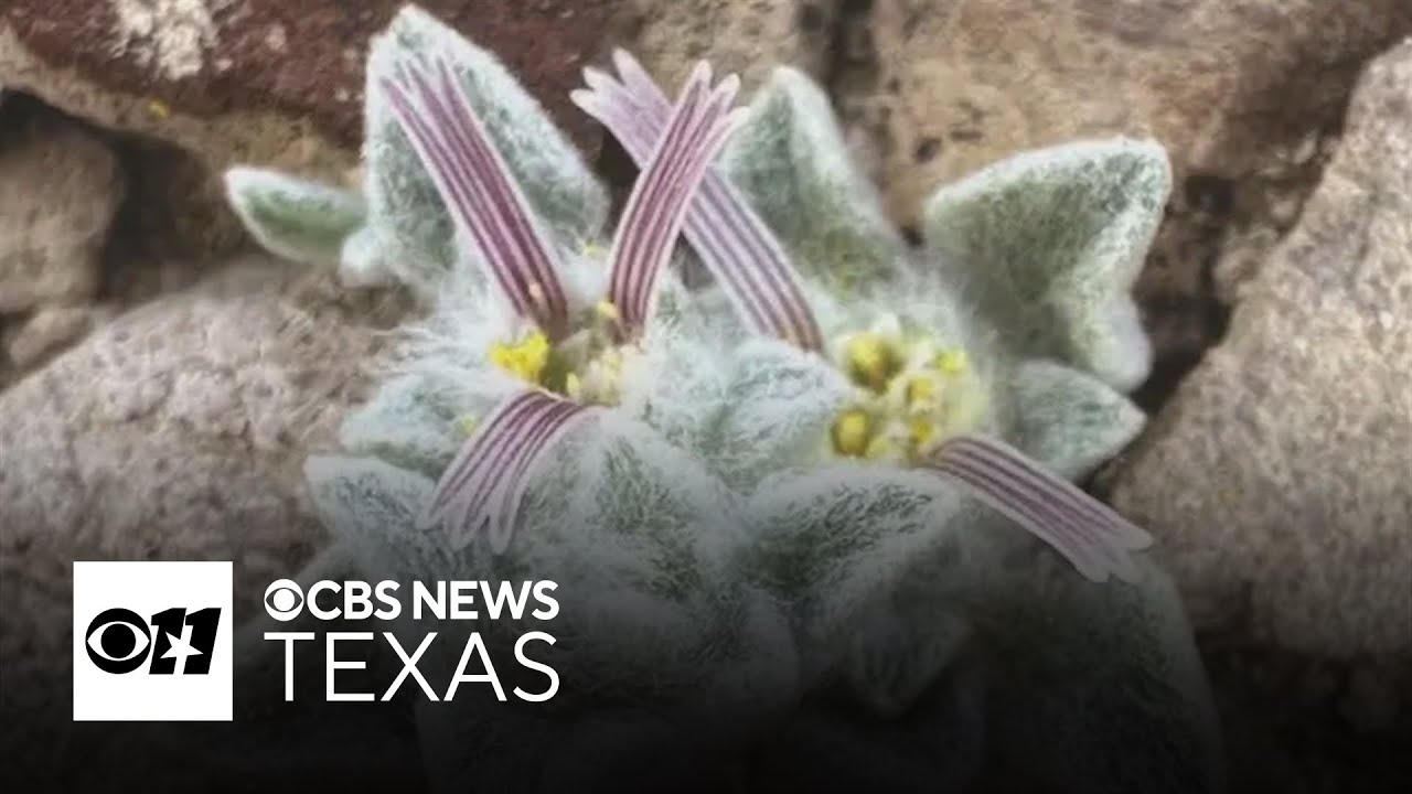 Scientists hope a newly discovered flower will return after rain in ...