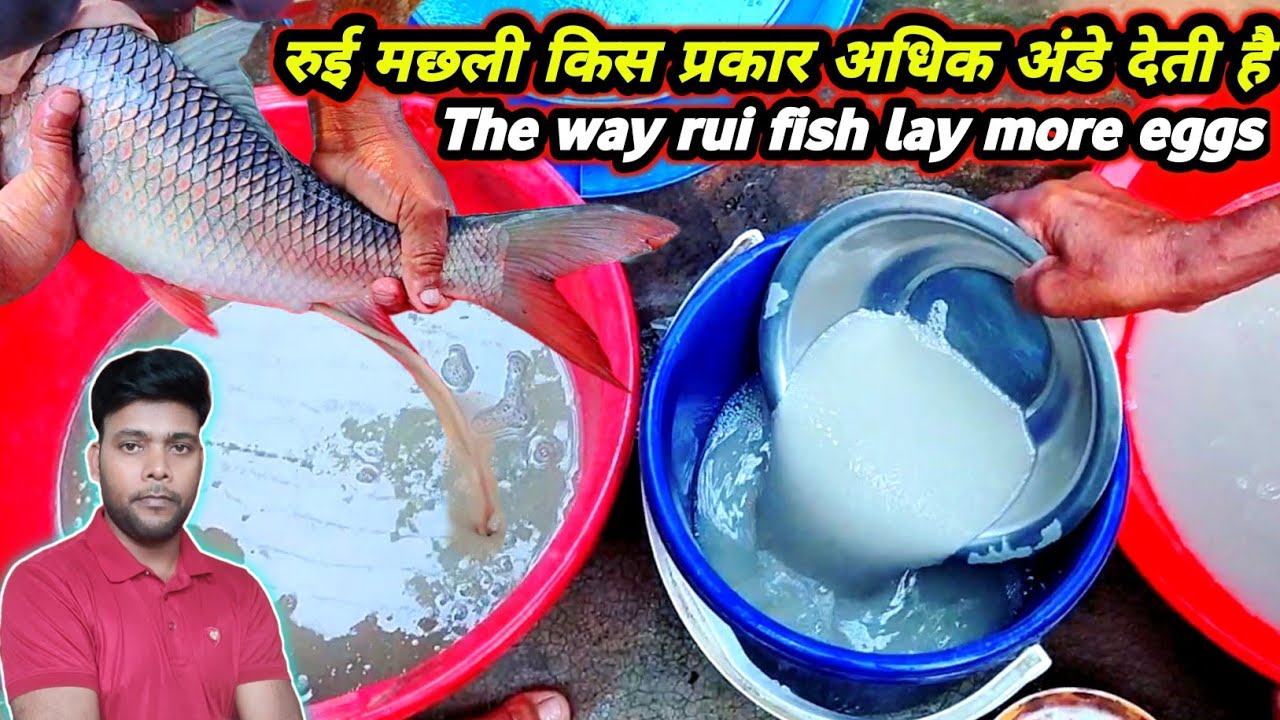 रुई मछली किस प्रकार अधिक अंडे देती है rohu fish breeding vedio | how to ...