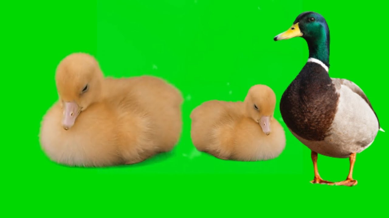 duck green screen video | bird green screen video | #kdm_green_tv - YouTube