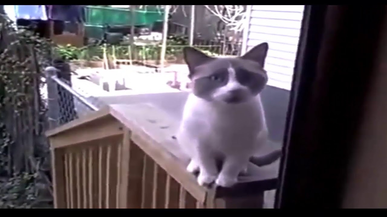 funny cat talking video 2018 - YouTube