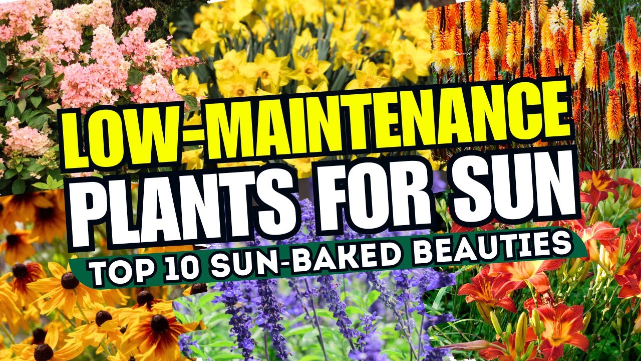🔥🌼 SUN-BAKED BEAUTIES! 10 Low-Maintenance Plants That Thrive in Full ...