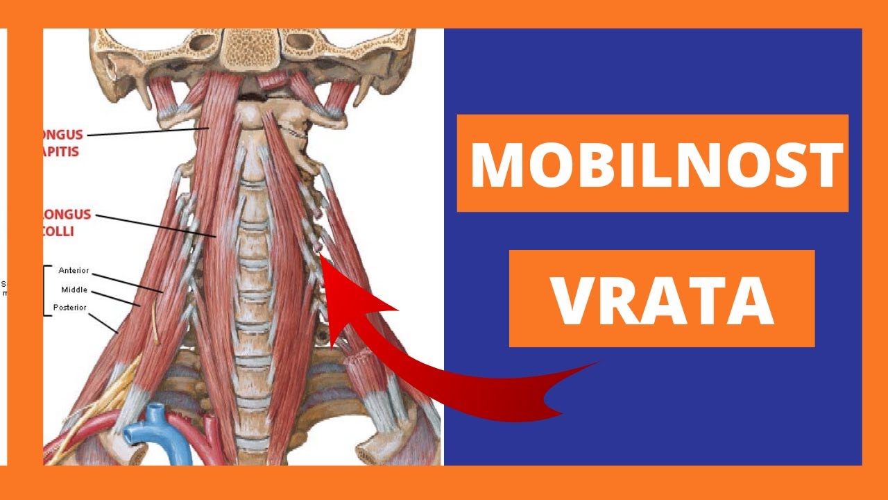 VJEŽBE za VRATNU KRALJEŽNICU (kako PRAVILNO razgibati vrat) - YouTube
