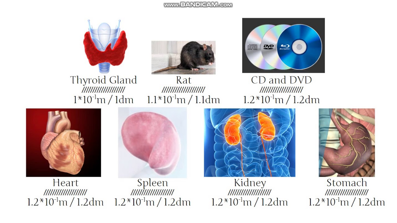 SIZE COMPARISON 2 PART 8 (1mm to 1m) - YouTube