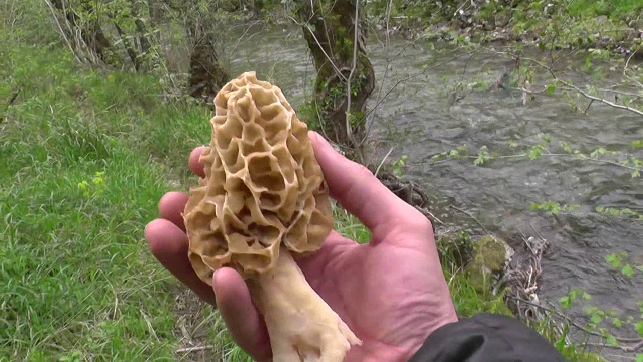 Colmenillas de abril de 2019 (Morchella esculenta) - YouTube