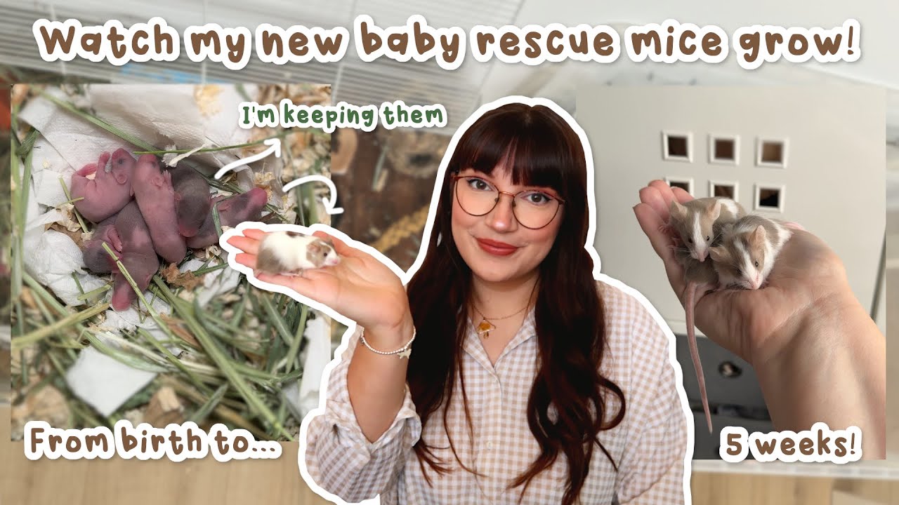 Watch my baby rescue mice grow - from birth to 5 weeks old! - YouTube
