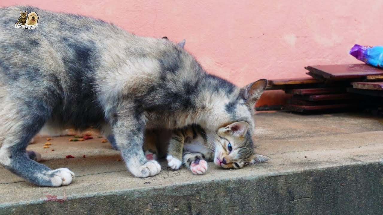 Mother cat protect kittens from puppy by carrying kittens into home ...