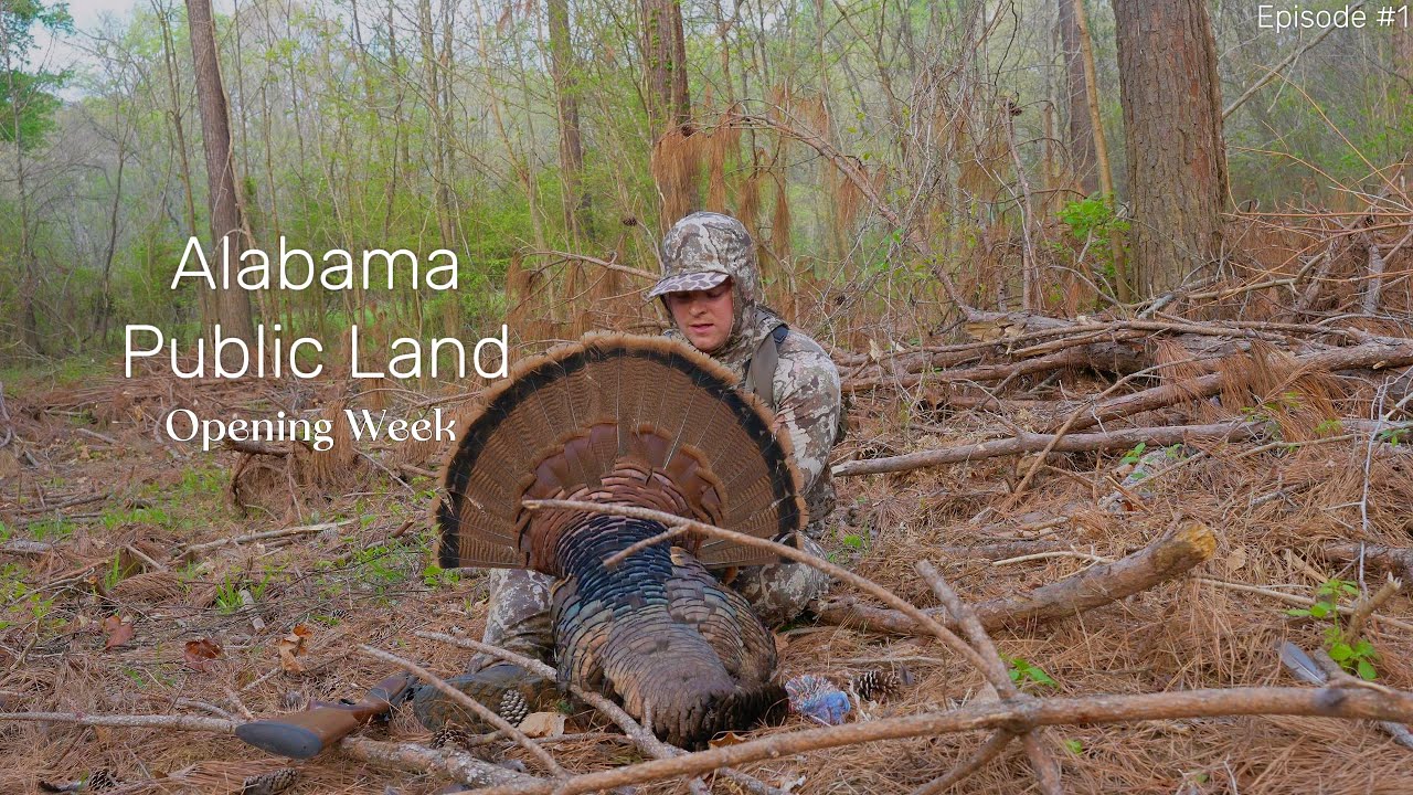 Alabama Public Land Gobbler! - YouTube