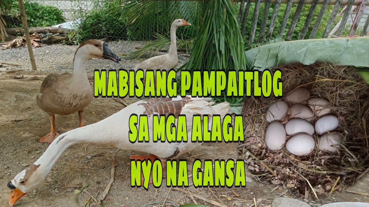 MABISANG PAMPAITLOG SA MGA ALAGA MO NA GANSA AT BIBE | ANG DAMI NA ...