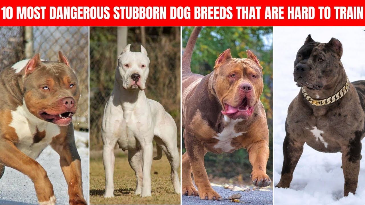 10 Most dangerous Stubborn Dog Breeds That Are Hard to Train. - YouTube