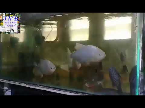 RED BELLY PACU AND TANK MATES - YouTube