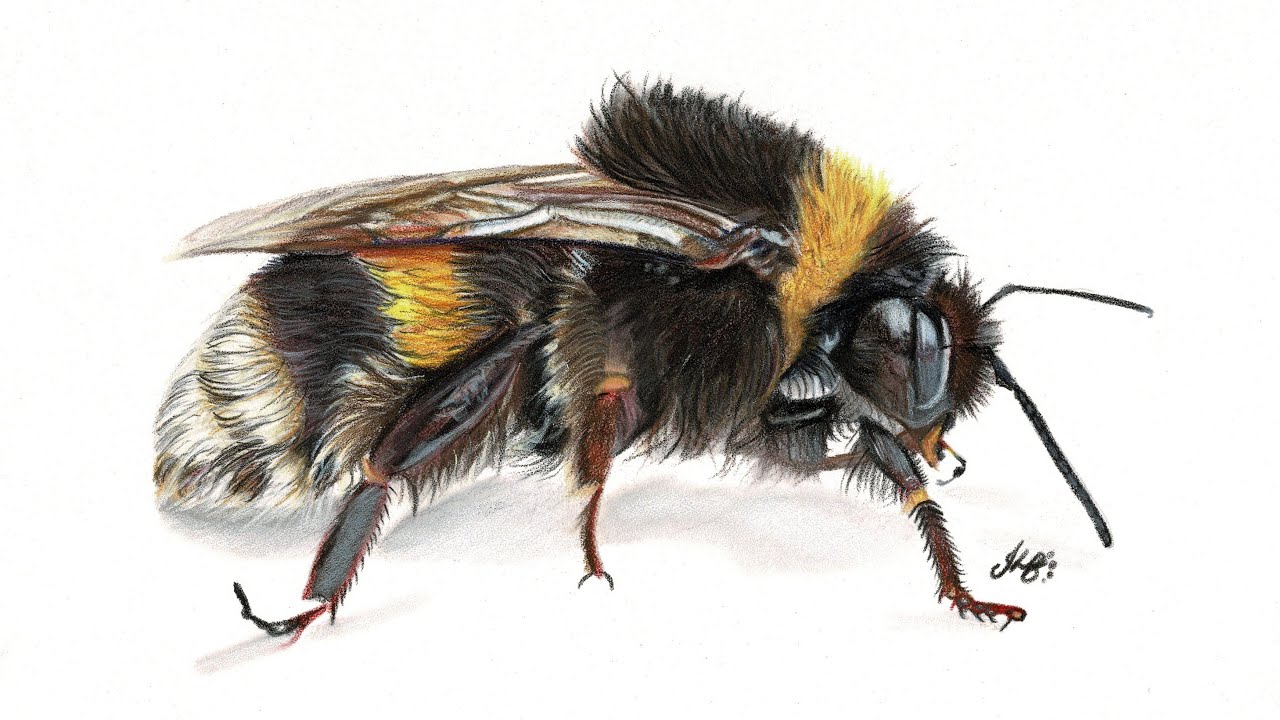 Drawing a bumblebee in coloured pencils . - YouTube