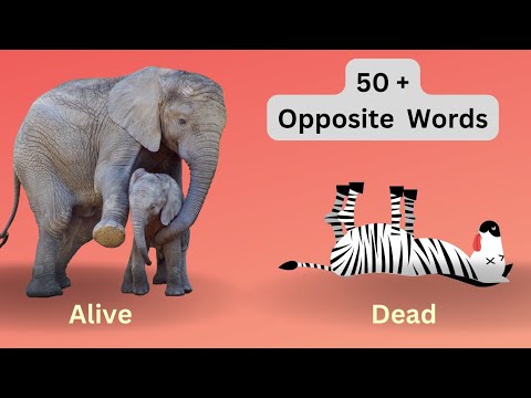 Daily Life Using Opposite Words | Top 50+ || Antonyms || - YouTube