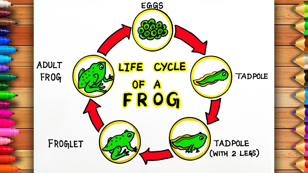 How to Draw Life Cycle of Frog Diagram | Frog Life Cycle Drawing | Life ...