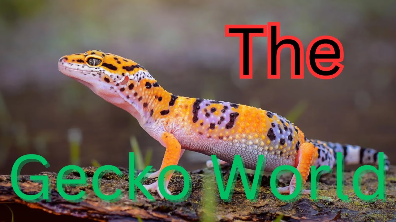 The Gecko World - YouTube