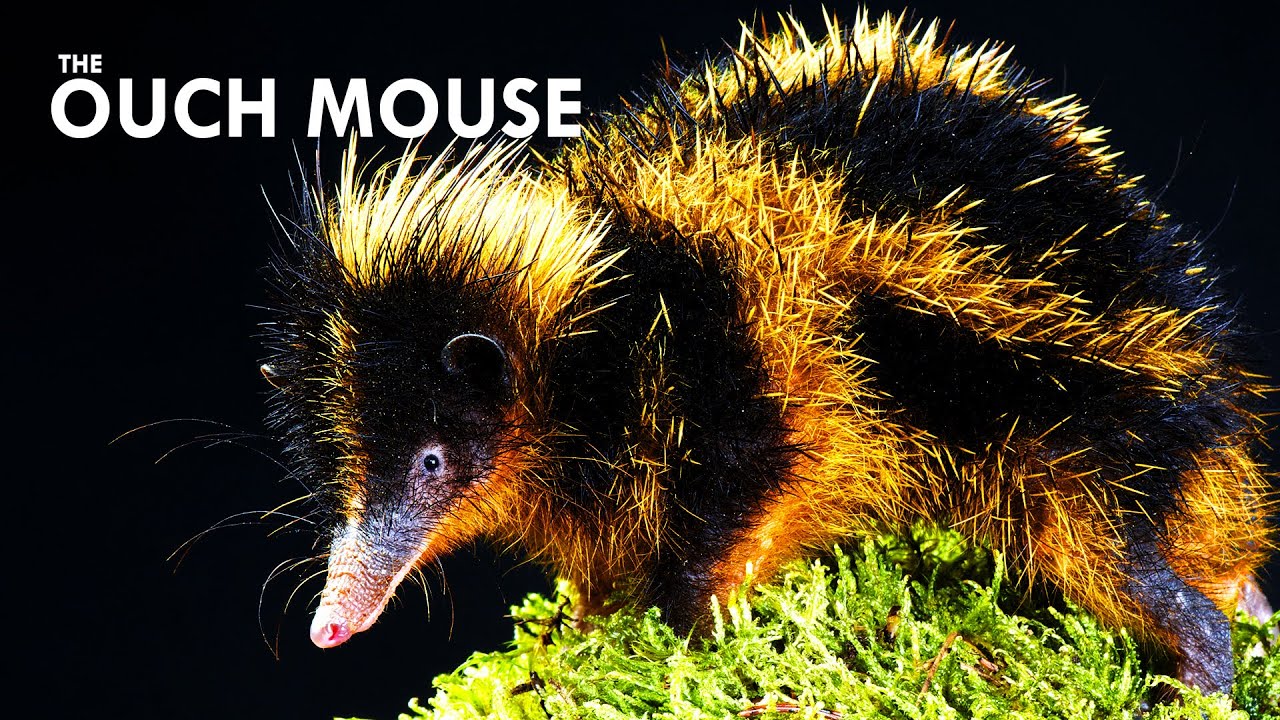 You Don't Want To Touch a Tenrec - YouTube