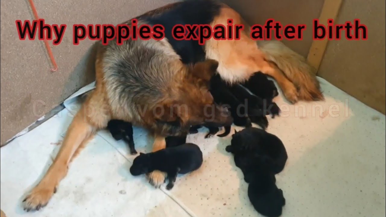 Why German shepherd puppies dying after birth? how 🤔 to care your ...