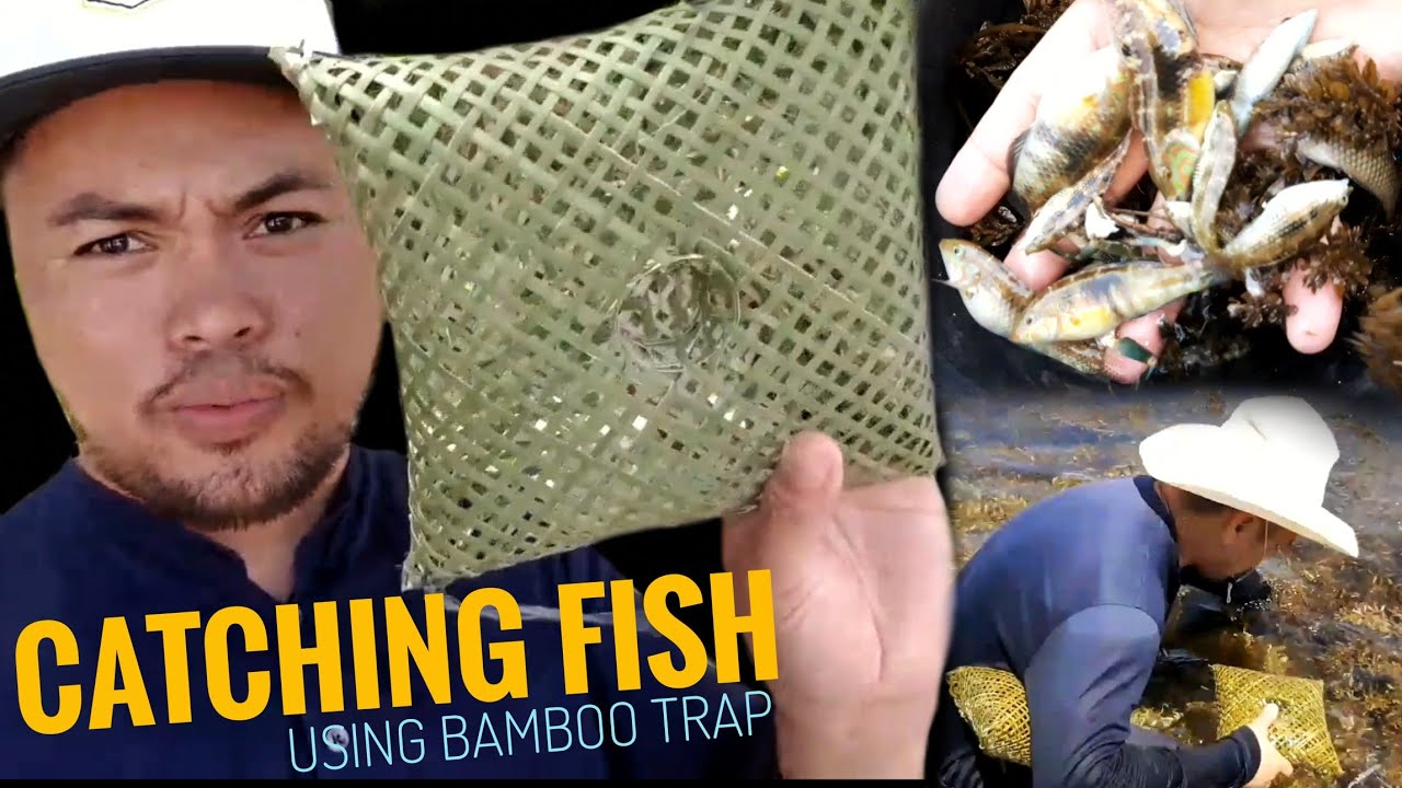 Catching Fish (LABAYAN) using bamboo trap | super fun catching fish ...