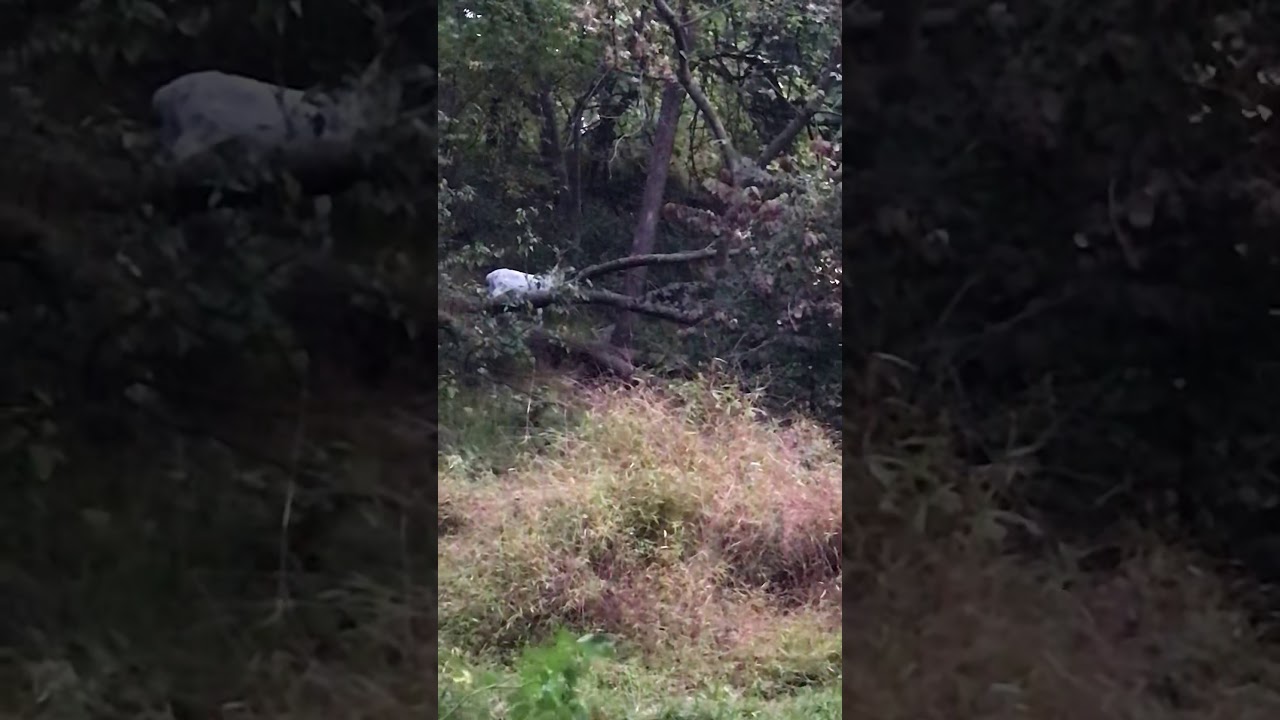 Rare White Buck, Huge Rack - YouTube