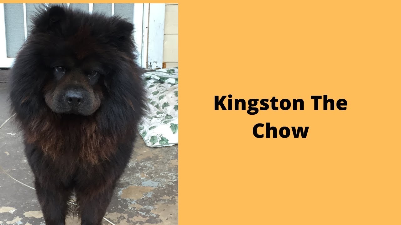 Kingston The Chow-Chow | Meet my Grand Kids Big Baby. - YouTube