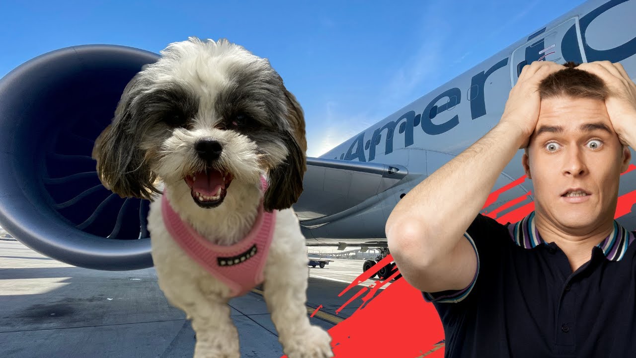 Can a Dog Survive in the Belly of a Jetliner? - YouTube