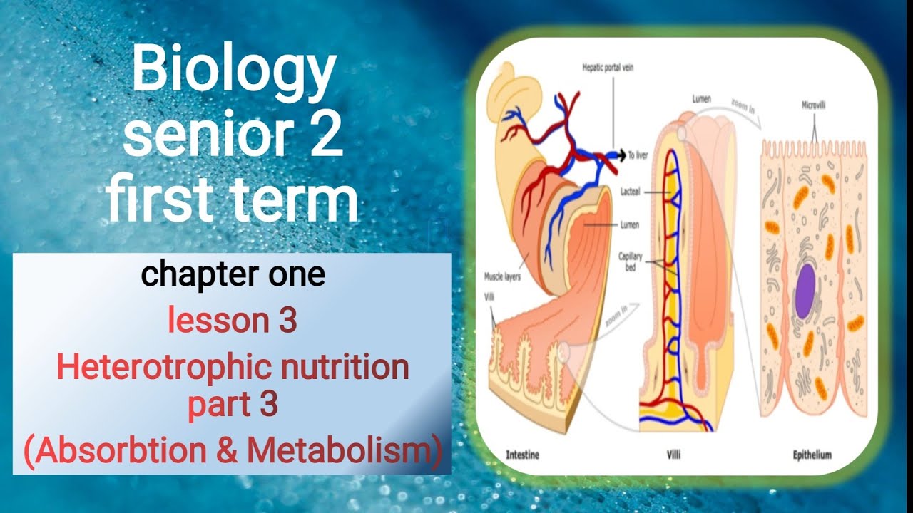 Biology|senior 2|1st term|chapter 1|lesson 3/part3/absorption ...