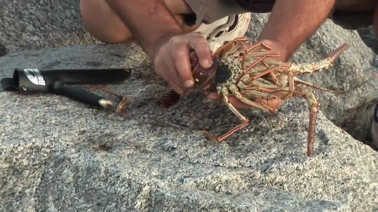 Catch Clean Cook Trailer - YouTube