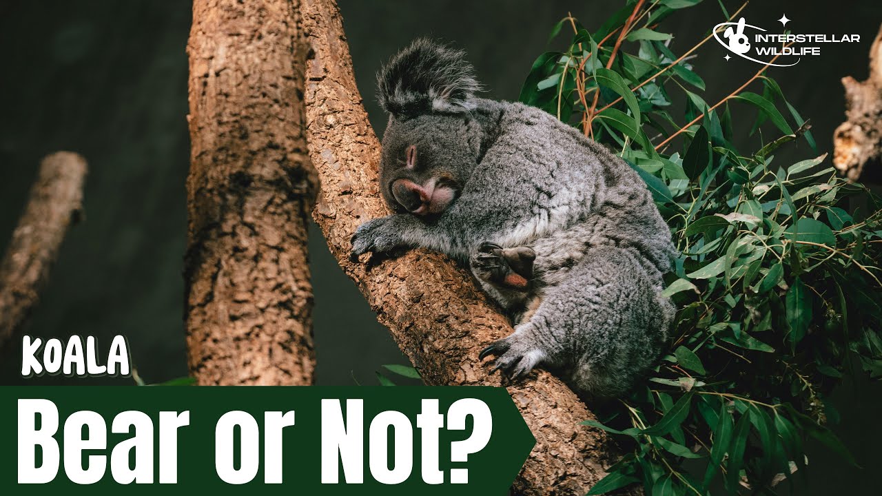 Life of Koalas: The Adorable Tree-Dwellers with Surprising Secrets! 🐨🌿 ...