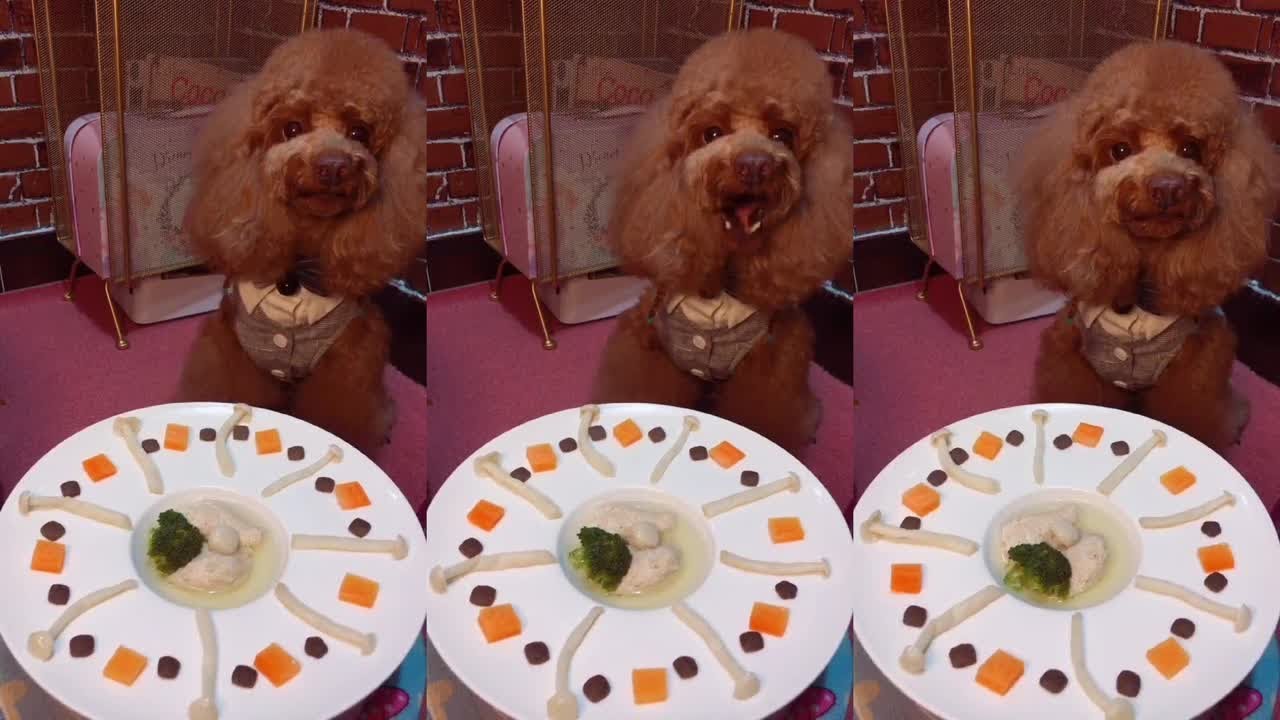 Best ASMR Dog in The World 183 - YouTube